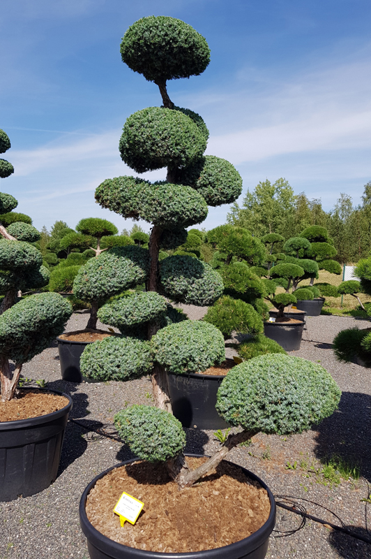 Jalovec čínský - Juniperus chinensis 'Blue Alps'
