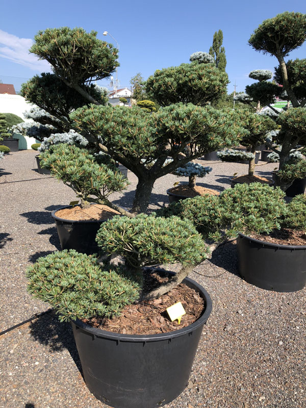 Borovice drobnokvětá - Pinus parviflora 'Tempelhof'