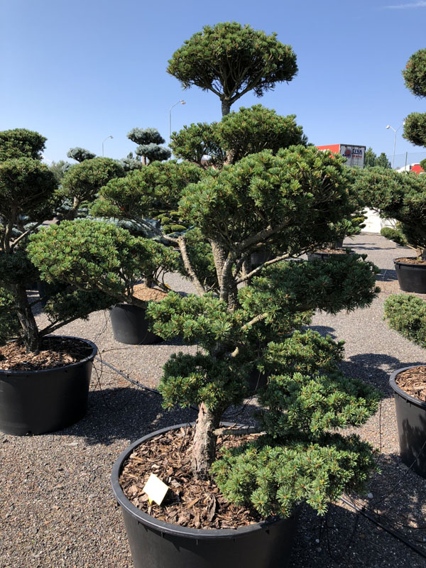 Borovice drobnokvětá - Pinus parviflora 'Tempelhof'