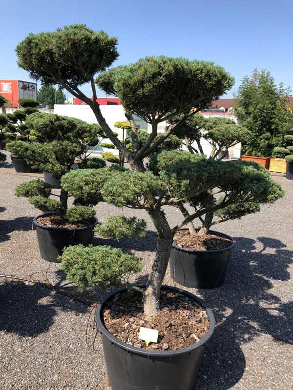 Borovice drobnokvětá - Pinus parviflora 'Tempelhof'