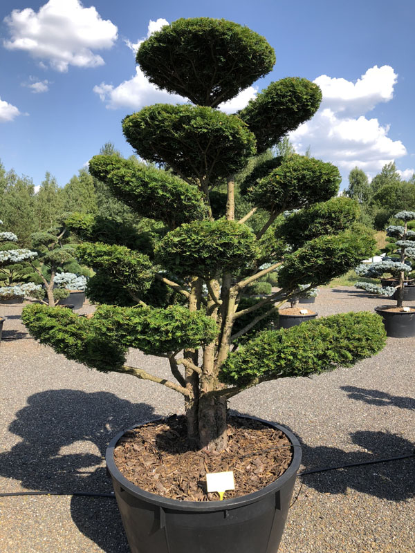 Tis červený - Taxus baccata