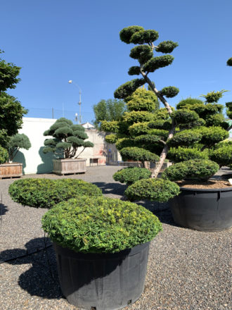 Tvarovaný tis (Taxus)