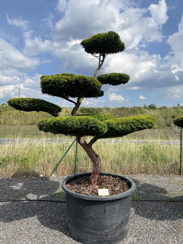 Tvarovaný tis (Taxus)