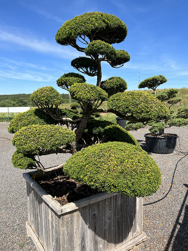 Tvarovaný tis (Taxus)
