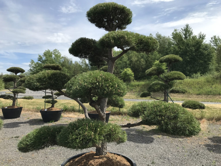 Borovice černá - Pinus nigra
