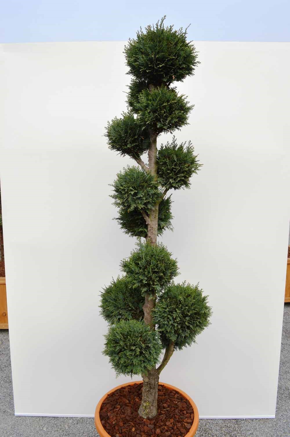 Cypřišek Lawsonův - Chamaecyparis lawsoniana 'Columnaris'