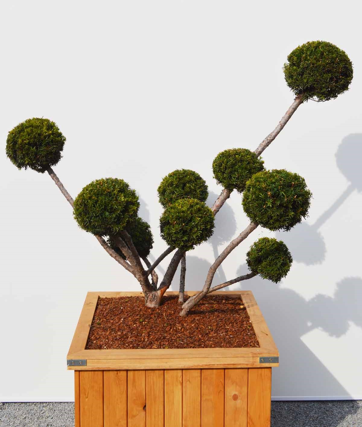 Tis japonský - Taxus cuspidata 'Farmen'