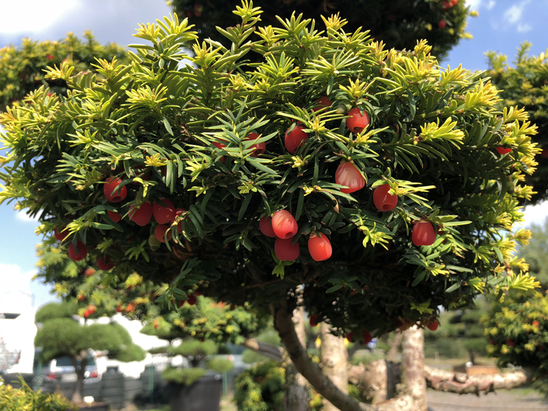 Tis červený - Taxus baccata 'Dovastonii Aurea'