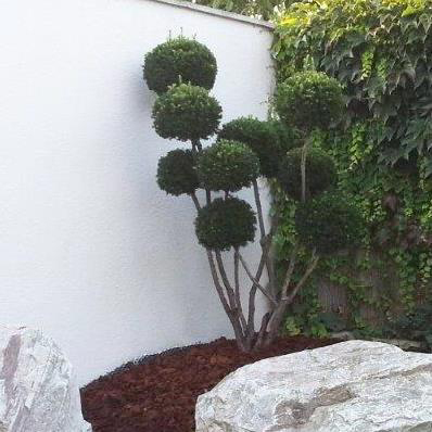 Tis prostřední - Taxus media 'Brownii'