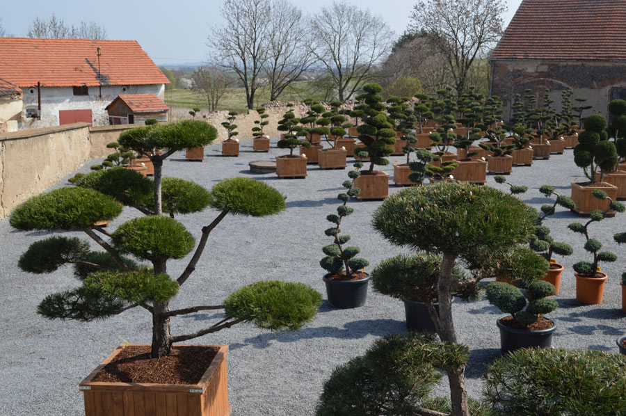 Okrasné tvarované stromy stále častěji zdobí české zahrady